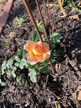 Polka Rose - Climbing Roses - Very Fragrant – Heirloom Roses