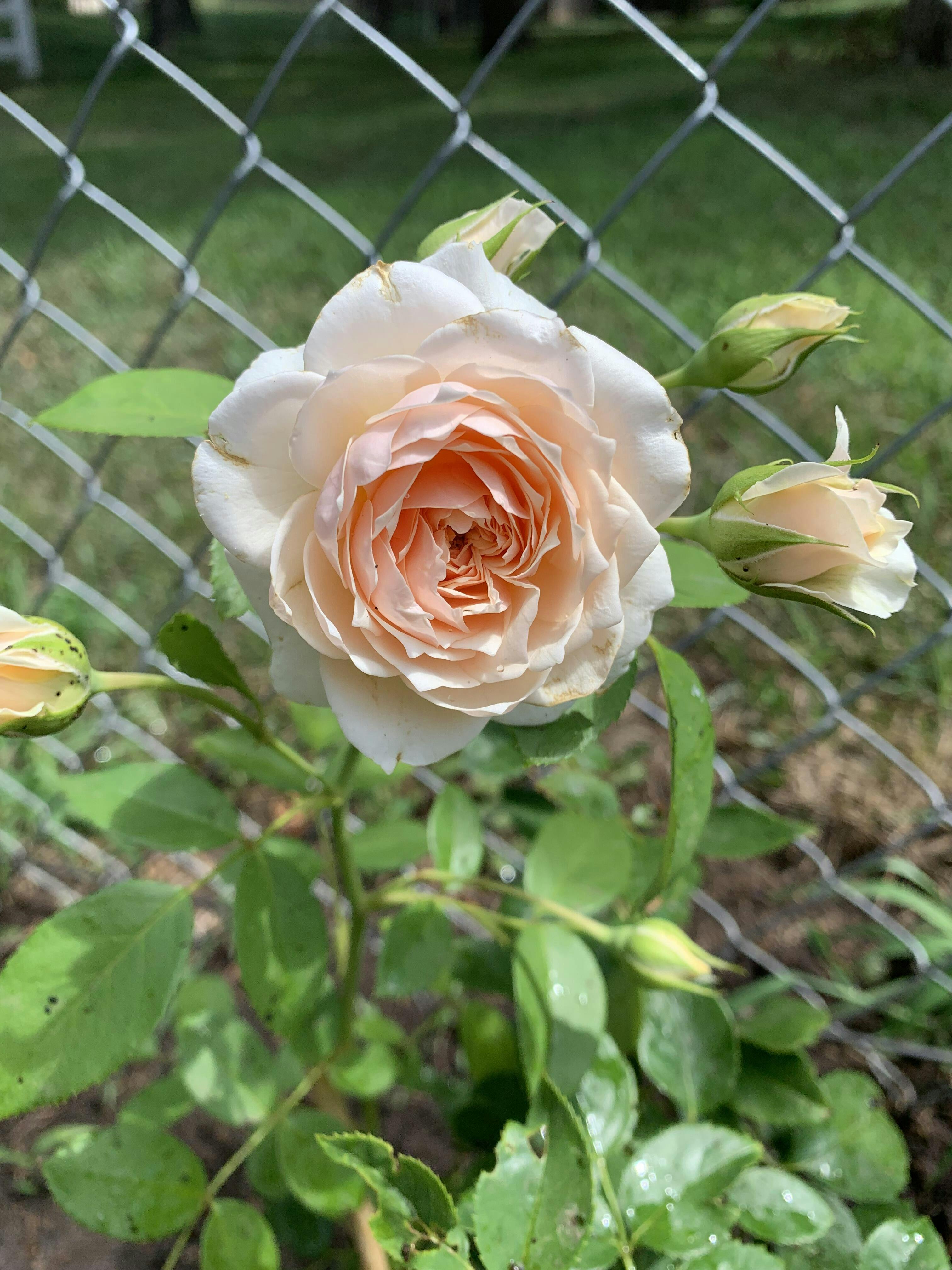 Ginger Syllabub Rose - English Legend - Very Fragrant – Heirloom Roses