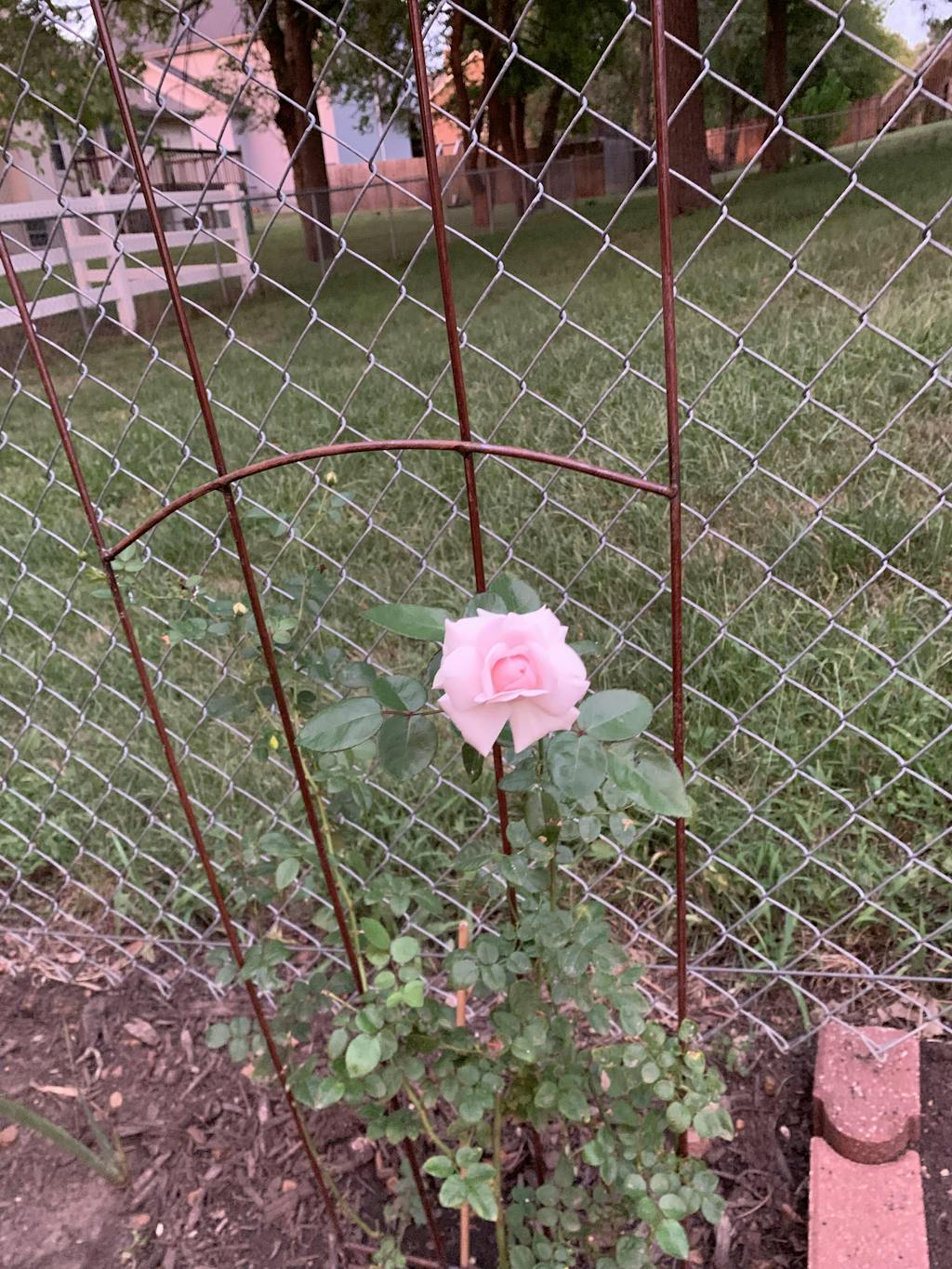 Awakening Climbing Rose | Fragrant Rose Plant – Heirloom Roses