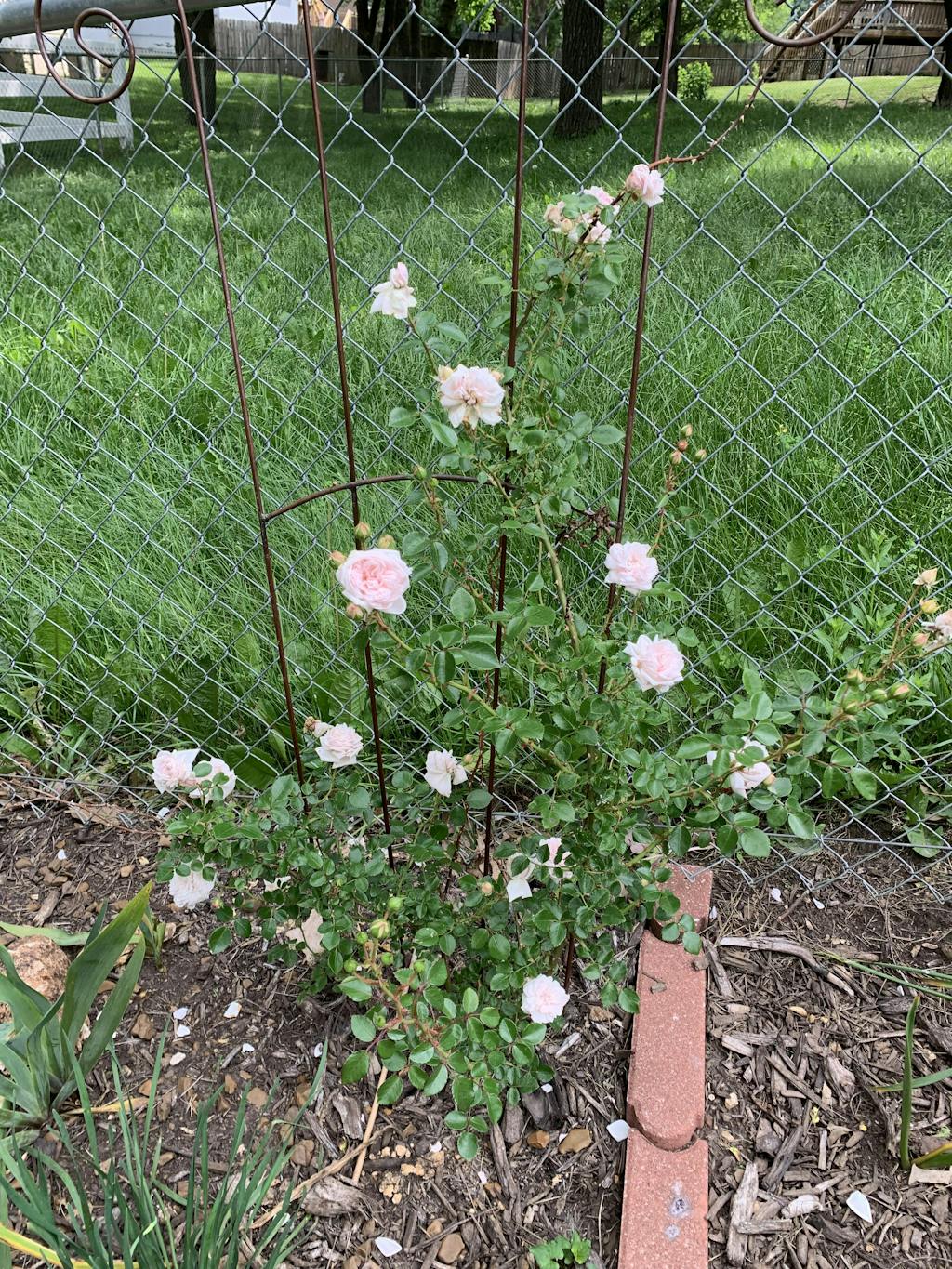 Awakening Climbing Rose | Fragrant Rose Plant – Heirloom Roses