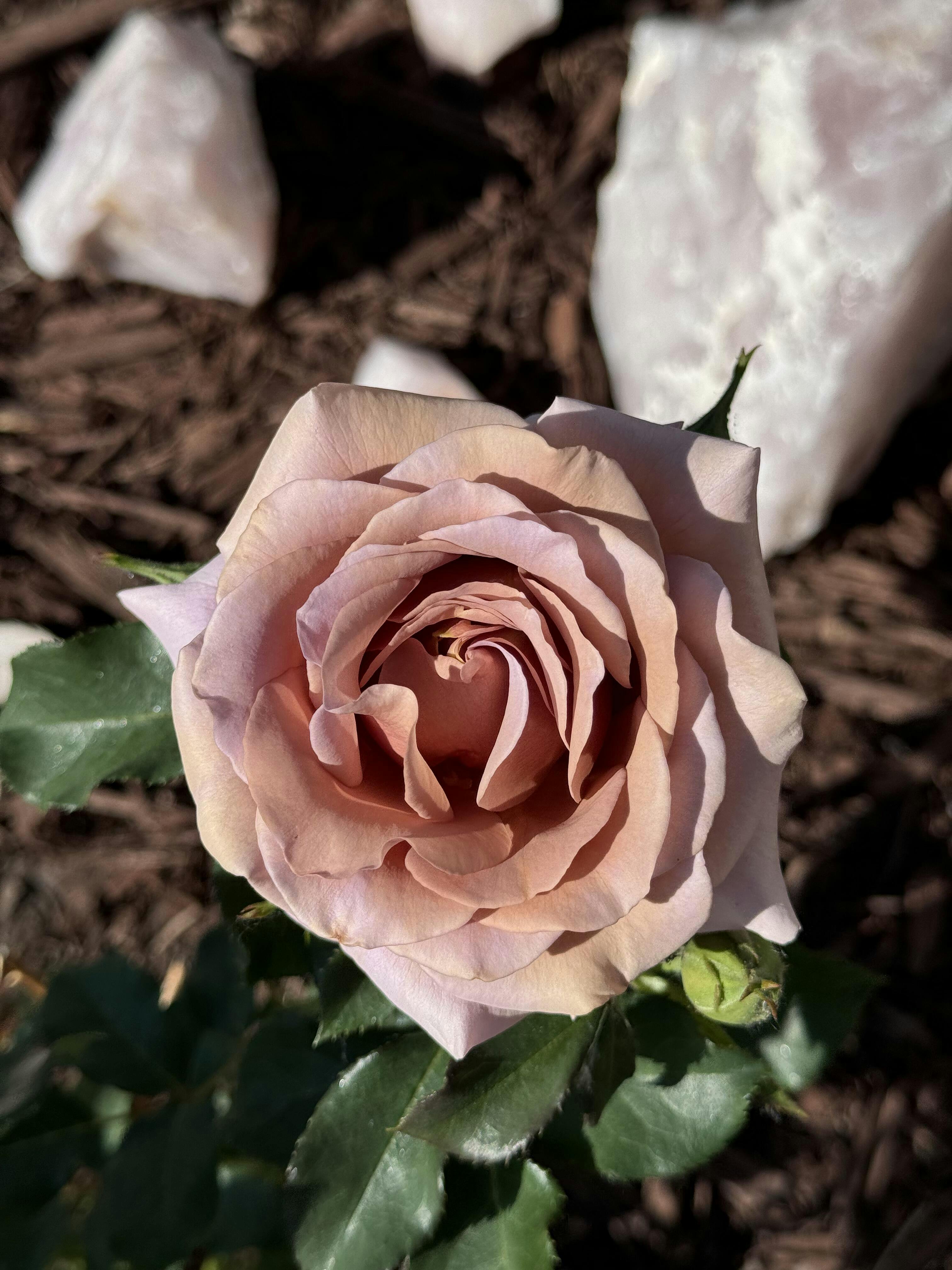 Koko Loko Rose - Floribunda - Moderately Fragrant – Heirloom Roses