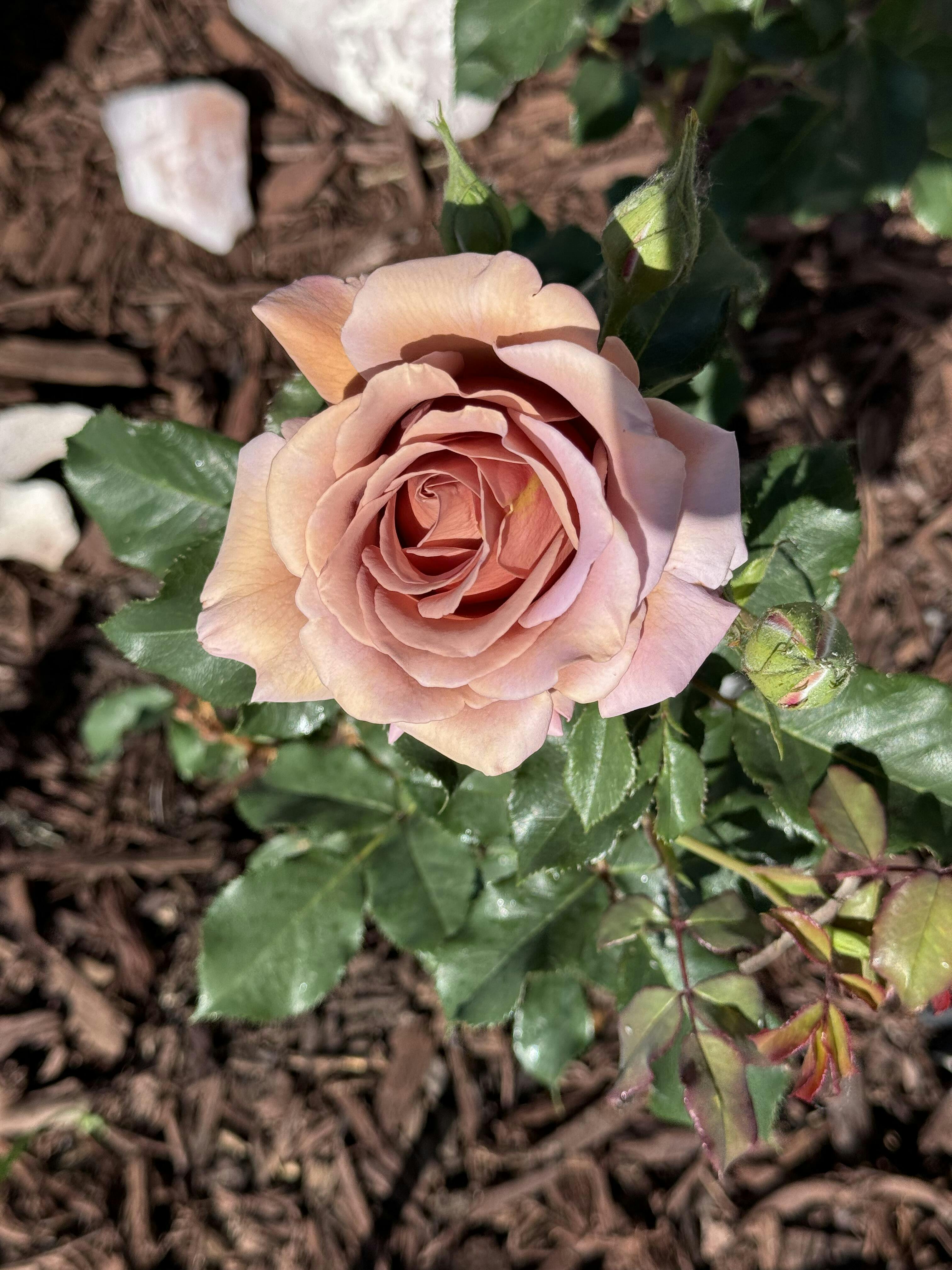 Koko Loko Rose - Floribunda - Moderately Fragrant – Heirloom Roses