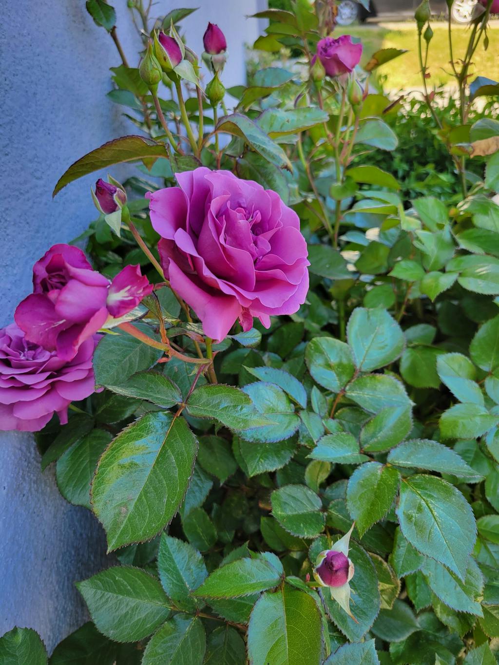Plum Perfect Rose - Floribunda - Lightly Fragrant – Heirloom Roses