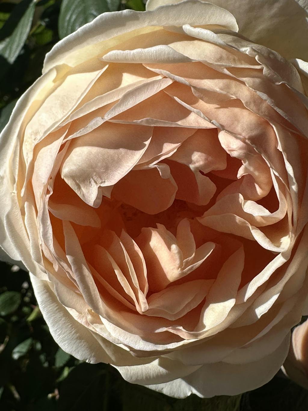 Jude The Obscure Rose - David Austin - Exceptionally Fragrant ...