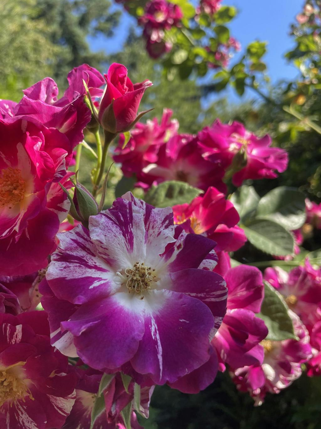 Purple Splash Rose - Climbing Roses - Moderately Fragrant – Heirloom Roses