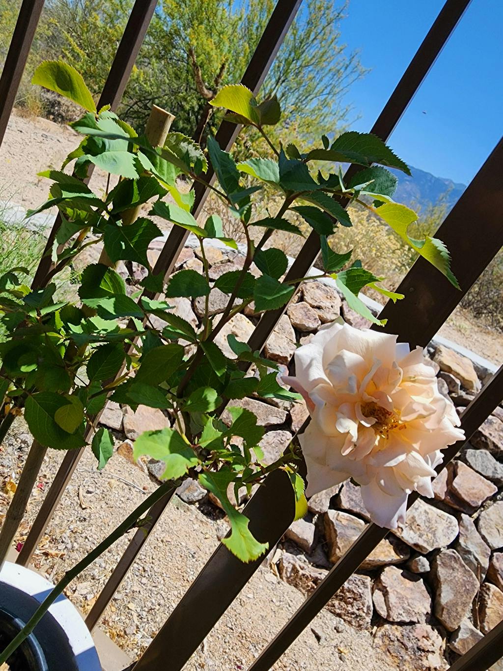 Belinda's Blush | Pink Shrub Rose Bush – Heirloom Roses