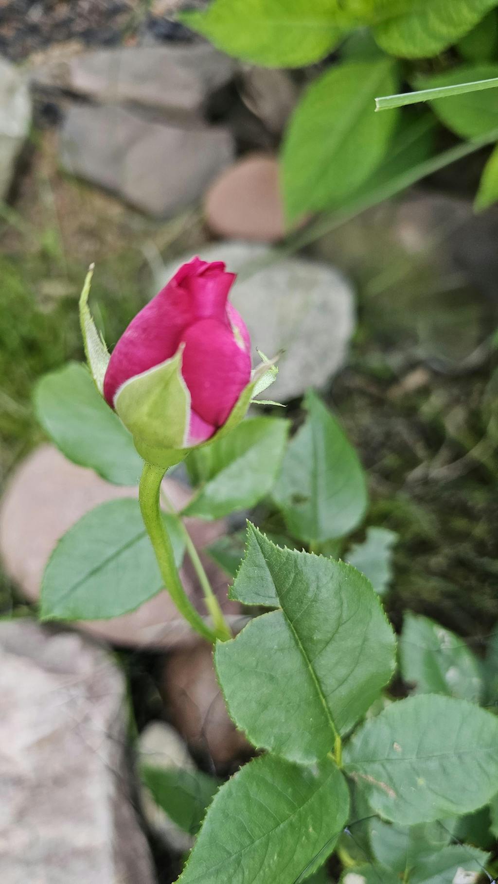 Princess Elise Rose - Shrub - Exceptionally Fragrant – Heirloom Roses