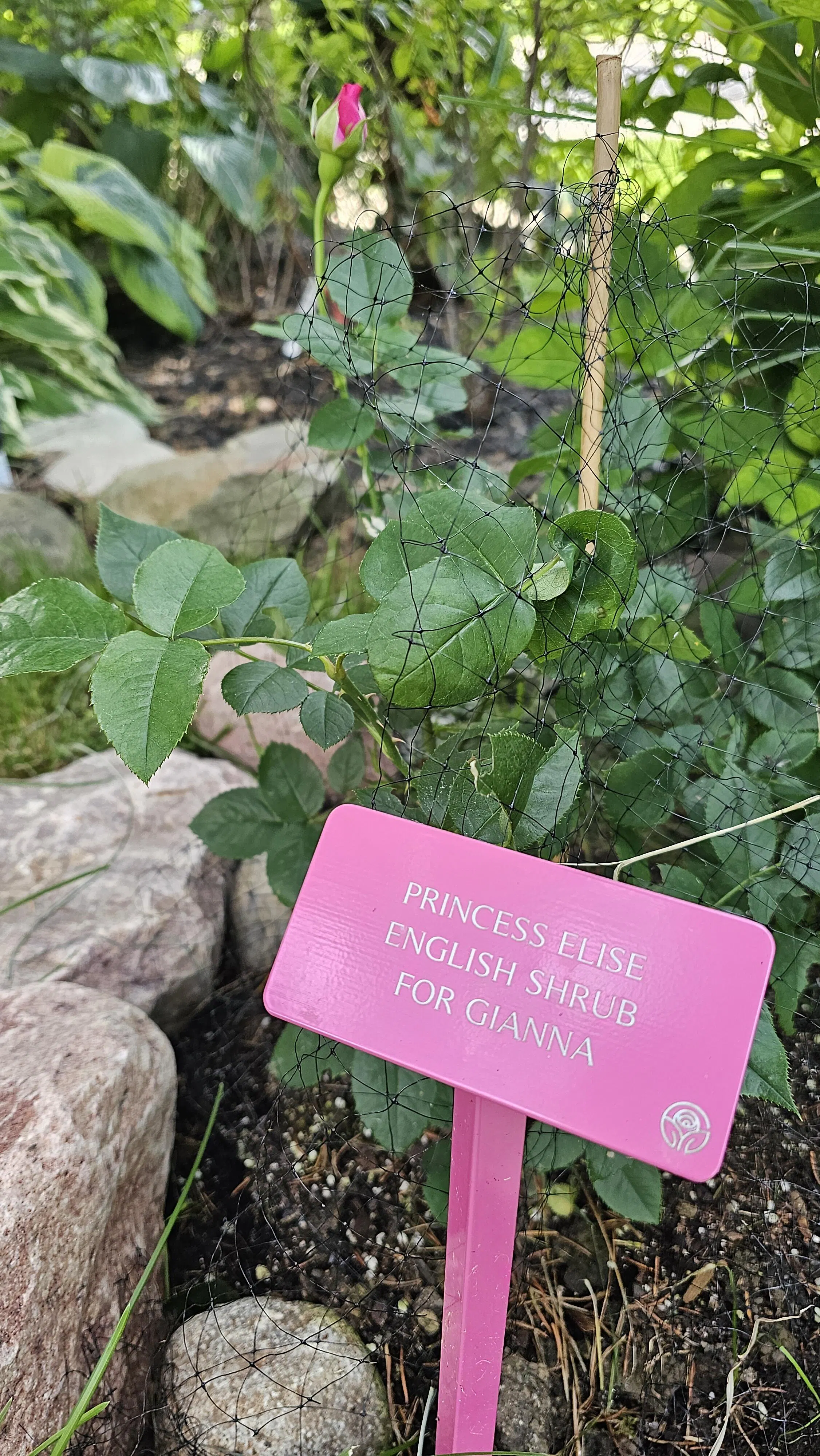 Princess Elise Rose - Shrub - Exceptionally Fragrant – Heirloom Roses