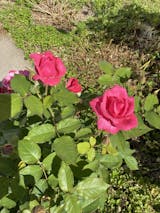 Electron Rose - Hybrid Tea - Exceptionally Fragrant – Heirloom Roses