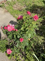 Electron Rose - Hybrid Tea - Exceptionally Fragrant – Heirloom Roses