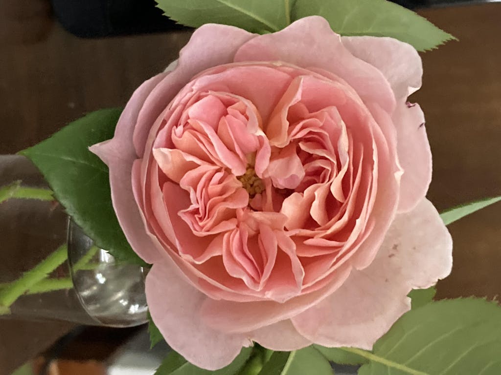 April Love Rose - Shrub - Exceptionally Fragrant – Heirloom Roses