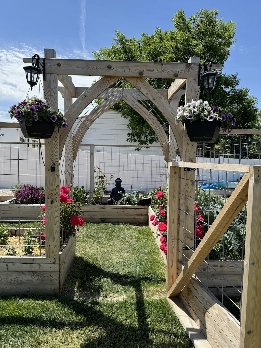 Highwire Flyer – Heirloom Roses