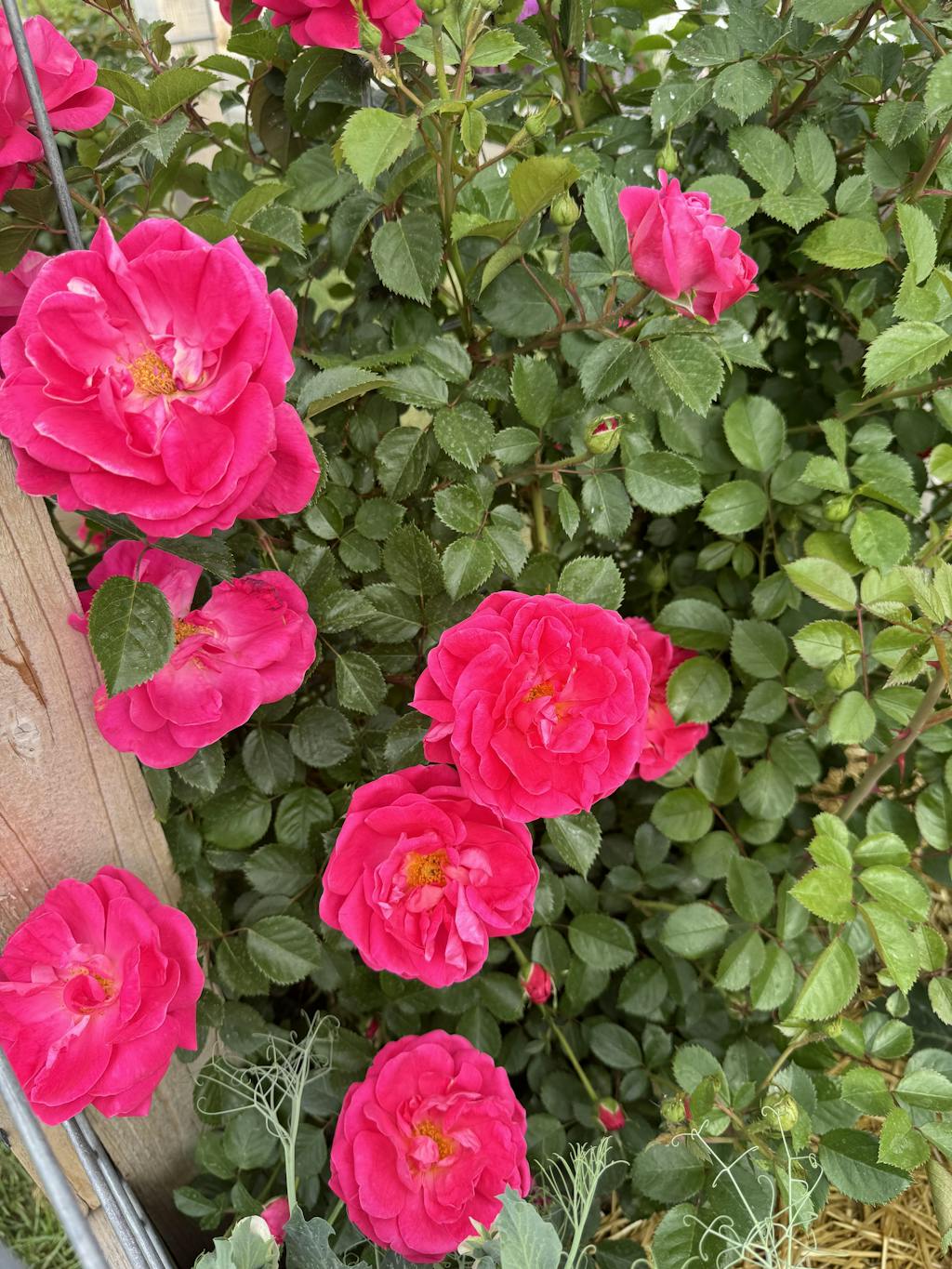 Highwire Flyer – Heirloom Roses