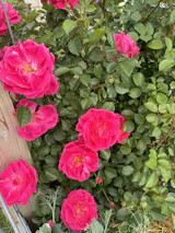 Highwire Flyer – Heirloom Roses