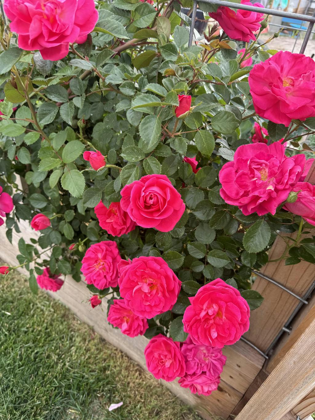 Highwire Flyer – Heirloom Roses