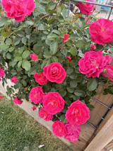 Highwire Flyer – Heirloom Roses