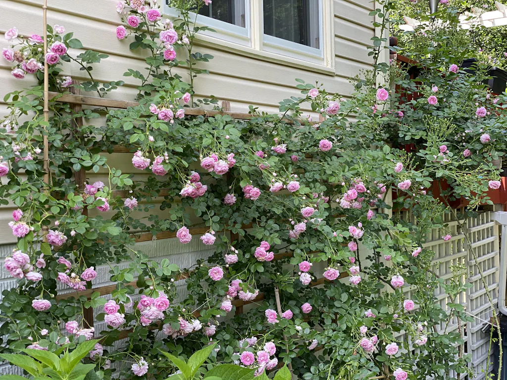 Jasmina Rose - Climbing Roses - Moderately Fragrant – Heirloom Roses
