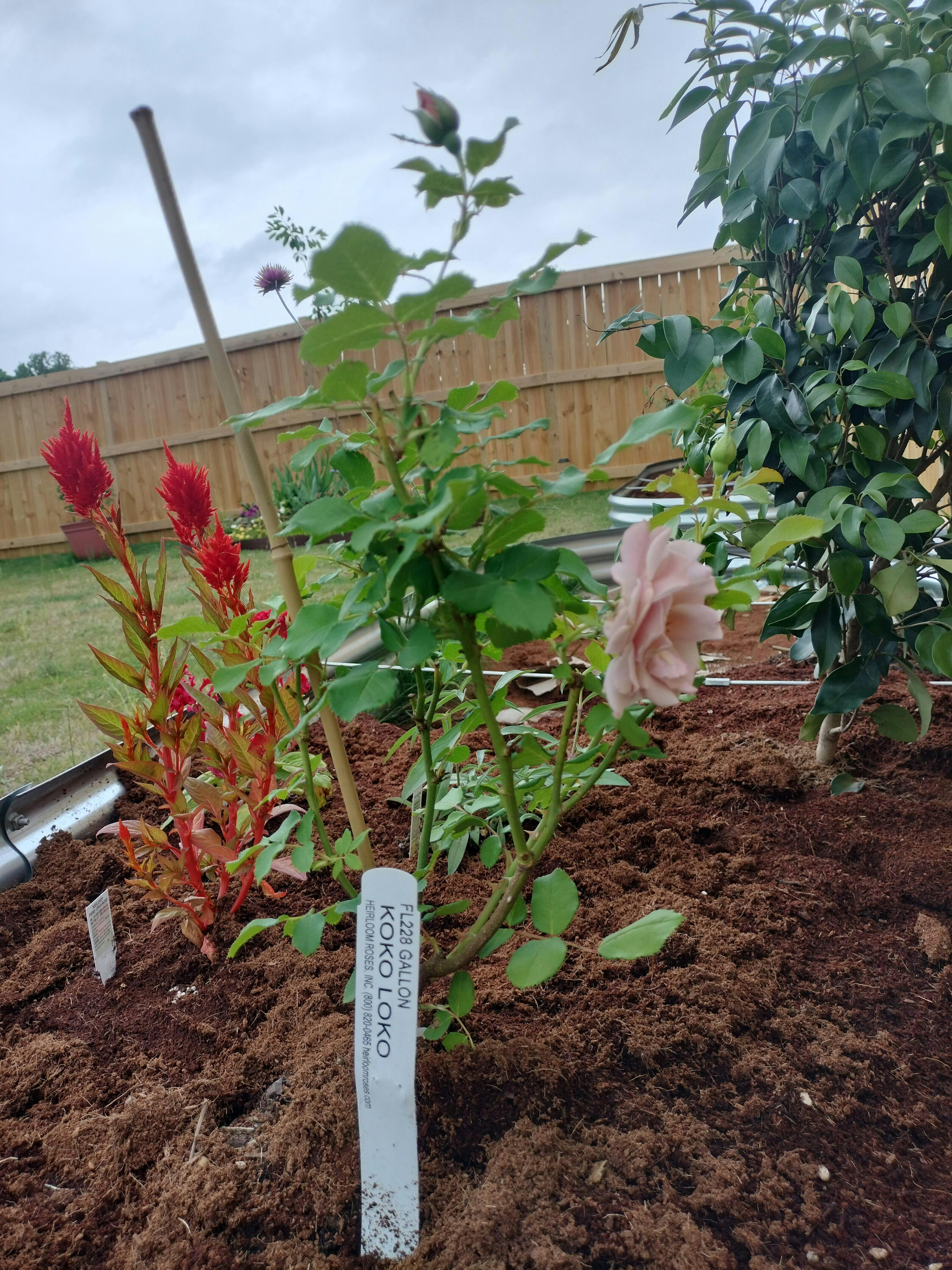 Koko Loko Rose - Floribunda - Moderately Fragrant – Heirloom Roses