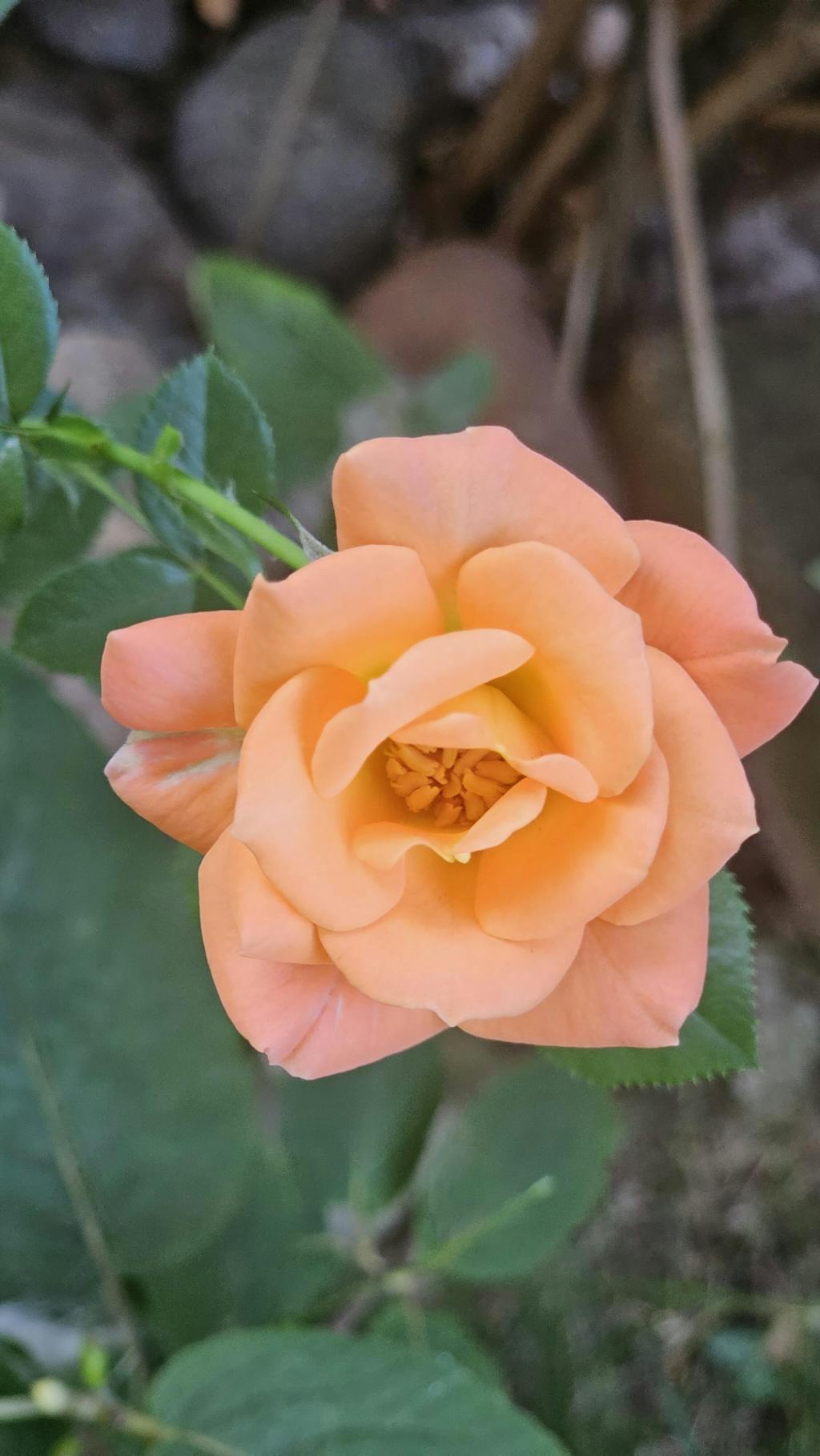 Old John™ | Colorful Floribunda Rose Bush – Heirloom Roses