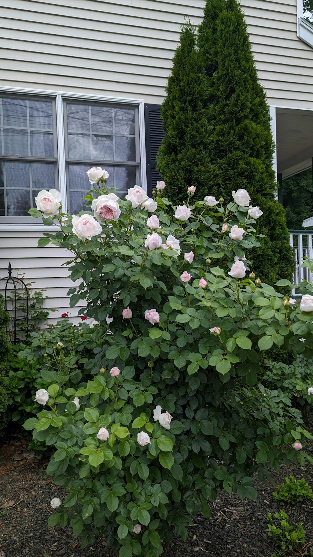 Earth Angel Rose - Floribunda - Exceptionally Fragrant – Heirloom Roses