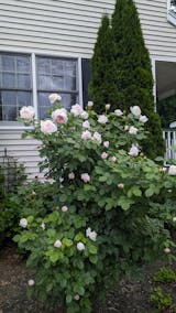 Earth Angel Rose - Floribunda - Exceptionally Fragrant – Heirloom Roses
