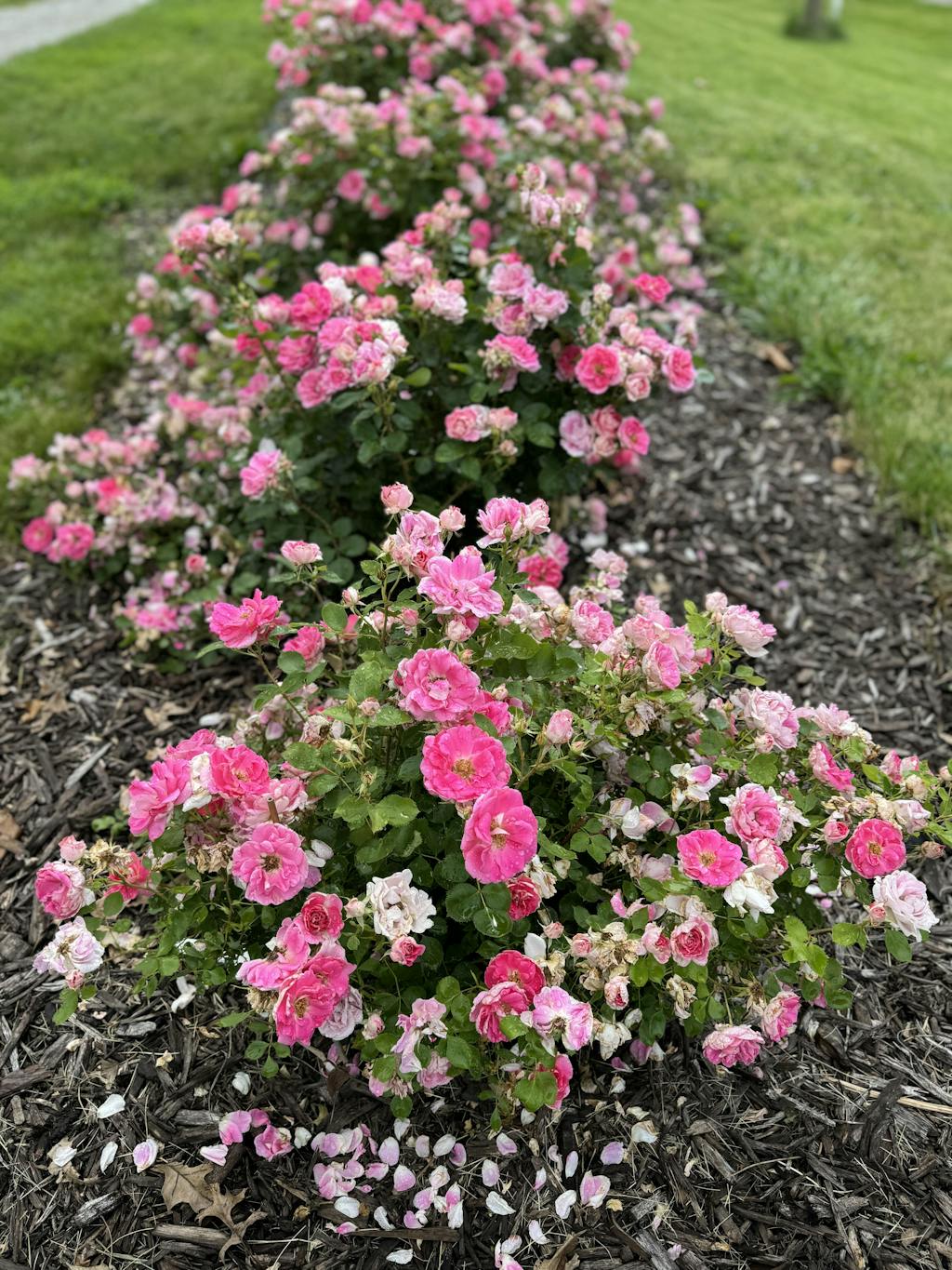 Carefree Wonder Rose - Landscape - Lightly Fragrant – Heirloom Roses