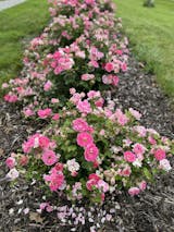 Carefree Wonder Rose - Landscape - Lightly Fragrant – Heirloom Roses