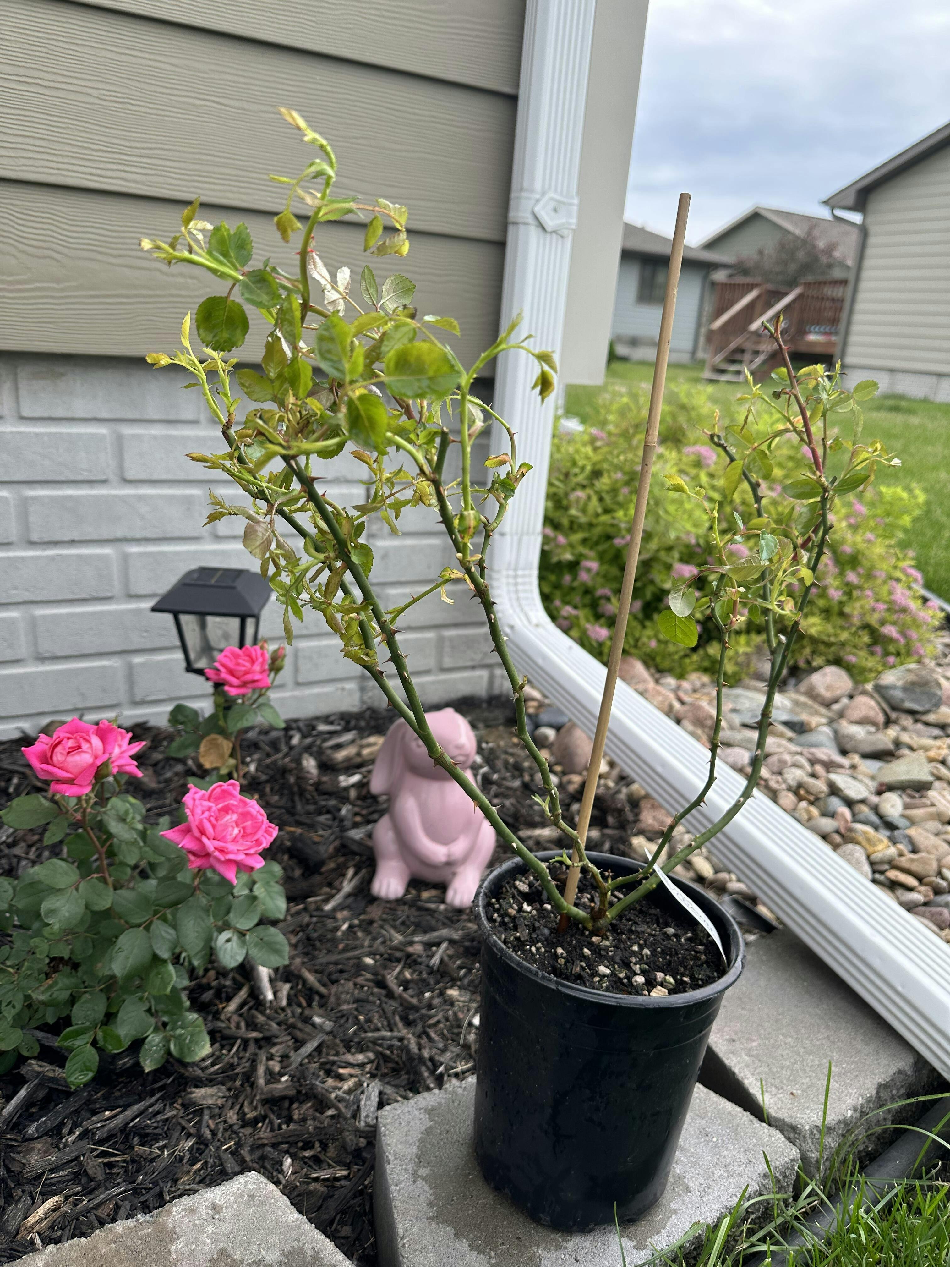 New Dawn Rose - Pink Climbing Roses - Fragrant Rose Plants – Heirloom Roses