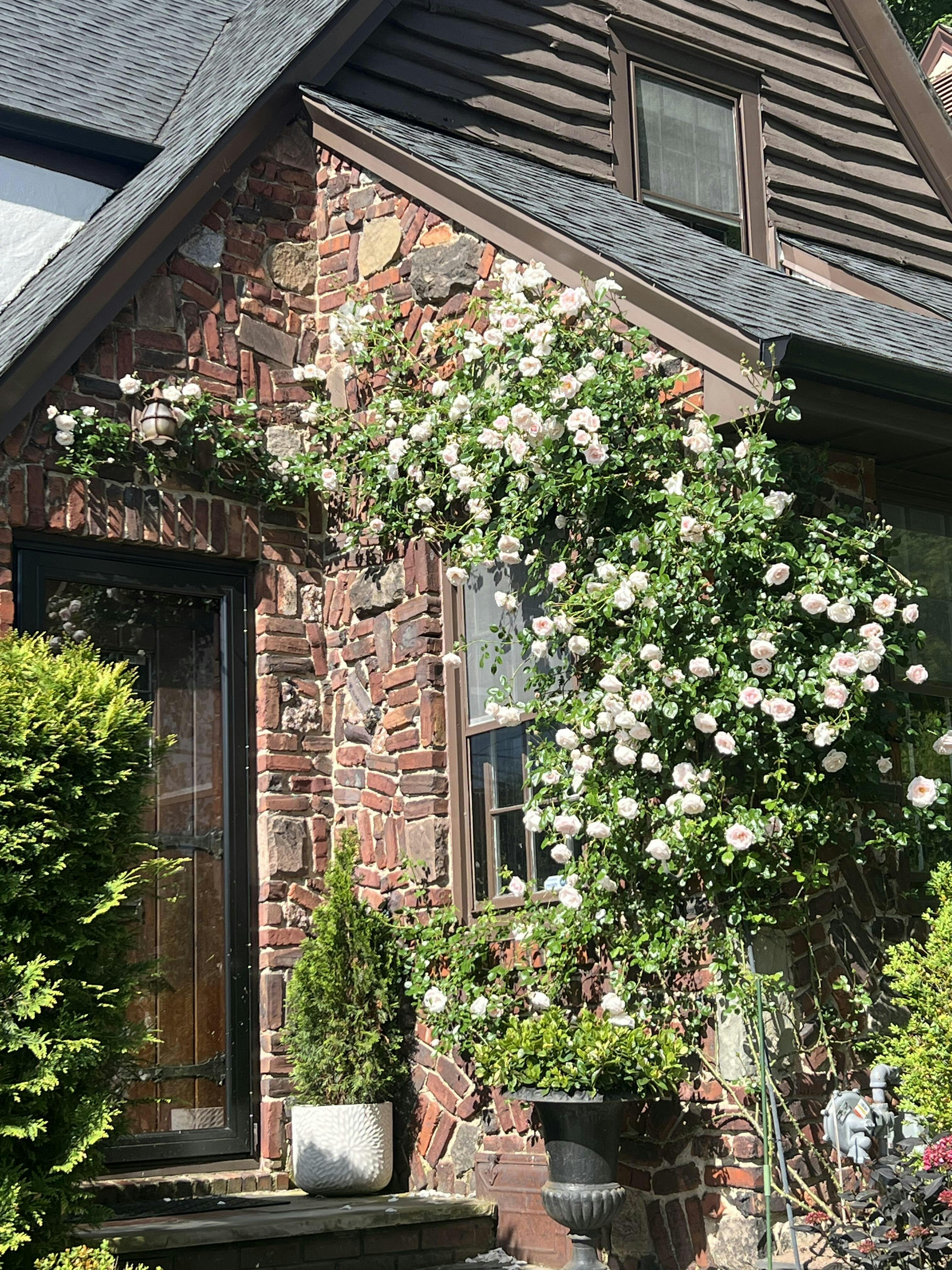 New Dawn Rose - Pink Climbing Roses - Fragrant Rose Plants – Heirloom Roses