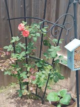 America Rose - Climbing Roses - Very Fragrant – Heirloom Roses