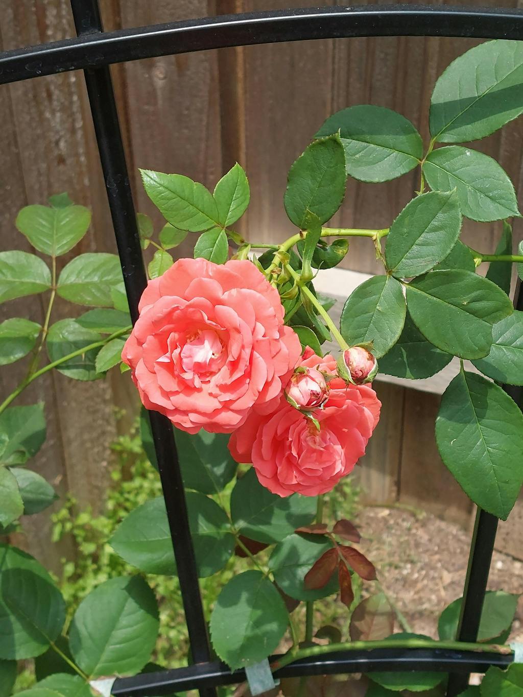 America Rose - Climbing Roses - Very Fragrant – Heirloom Roses