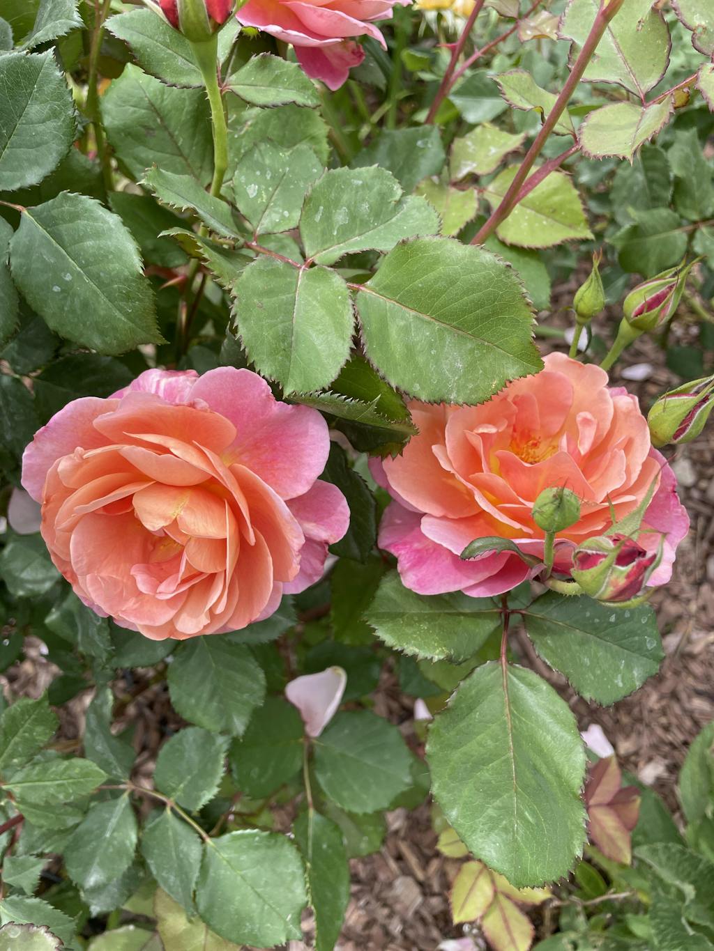 Distant Thunder Rose - Shrub - Exceptionally Fragrant – Heirloom Roses
