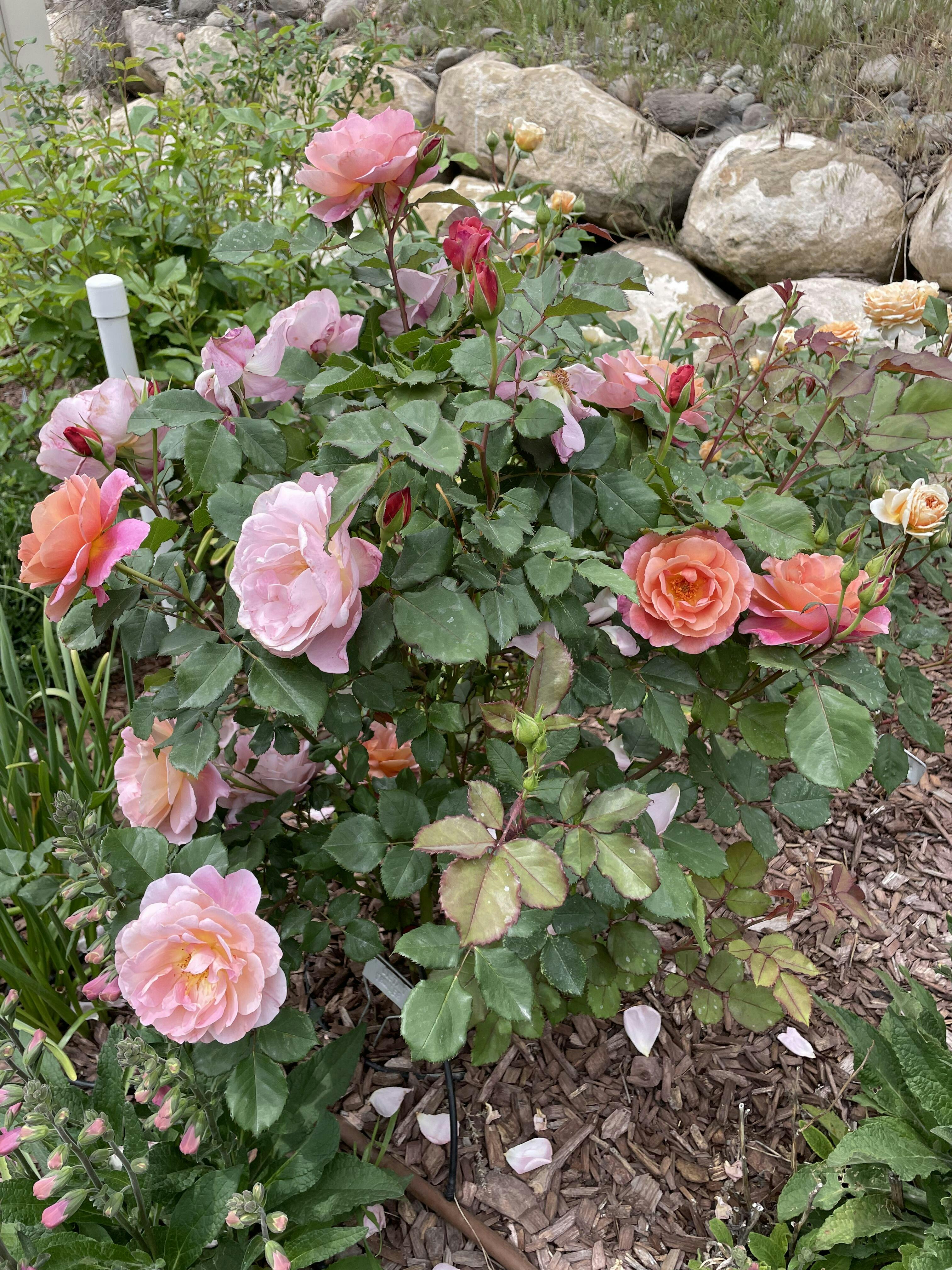 Distant Thunder Rose - Shrub - Exceptionally Fragrant – Heirloom Roses