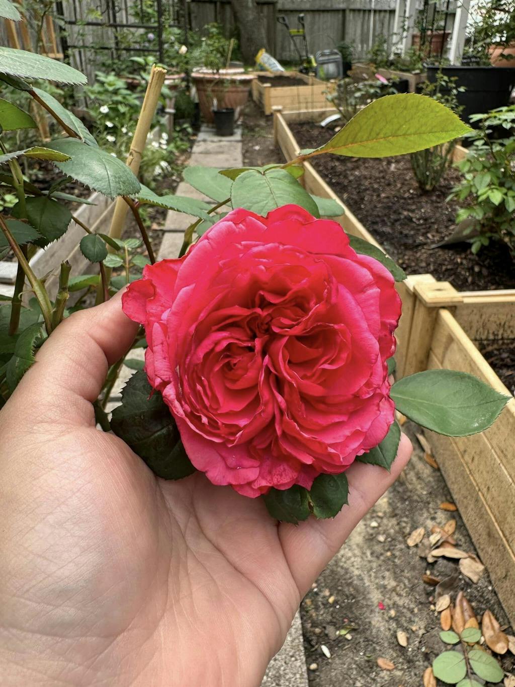 Loves Me, Loves Me Not™ – Heirloom Roses