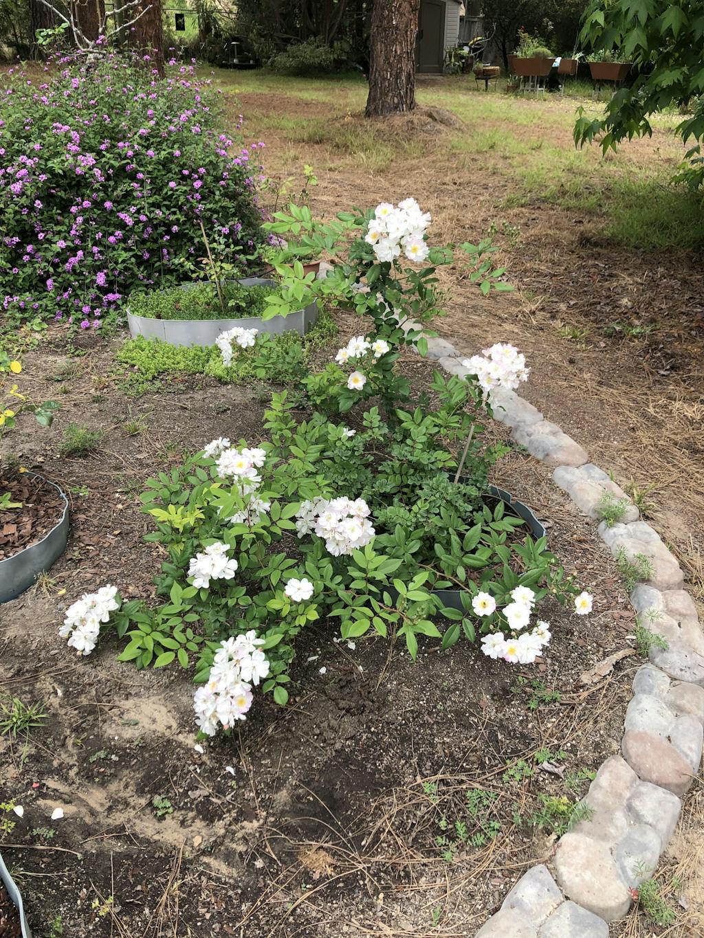 Never Forget Rose® | White Hybrid Musk Rose Bush – Heirloom Roses