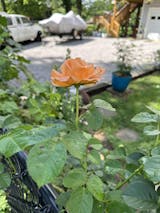 Polka Rose - Climbing Roses - Very Fragrant – Heirloom Roses