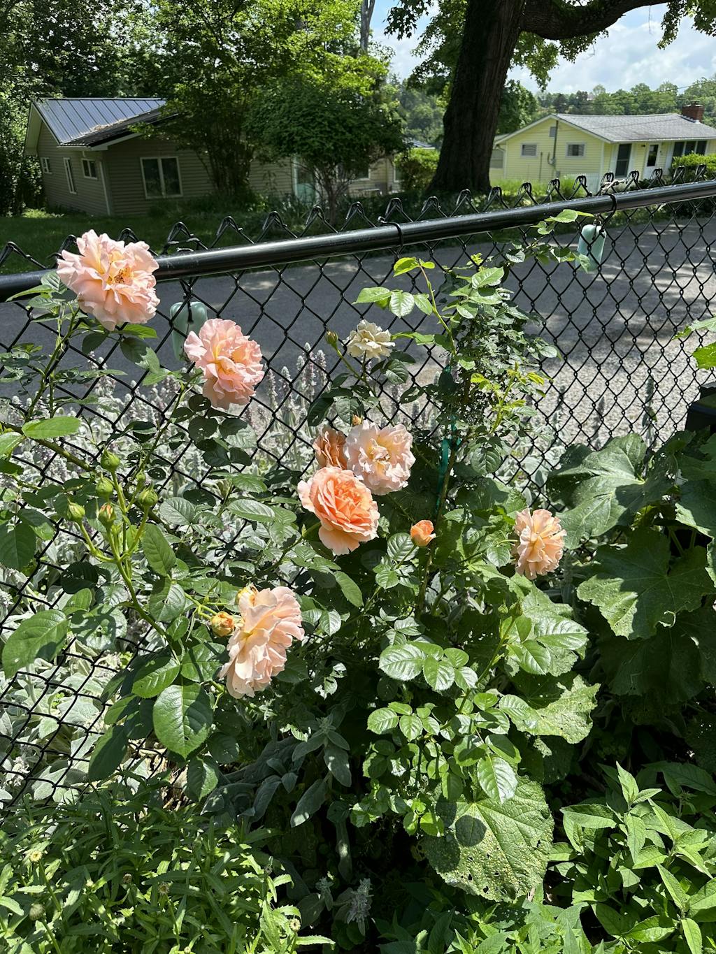 Polka Rose - Climbing Roses - Very Fragrant – Heirloom Roses