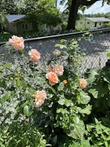 Polka Rose - Climbing Roses - Very Fragrant – Heirloom Roses