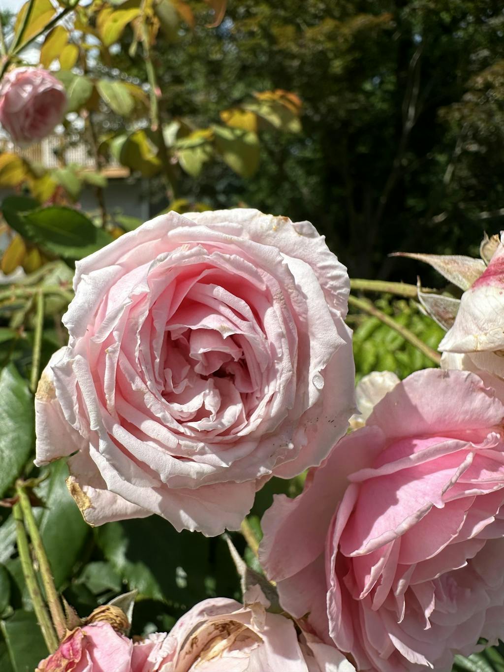 Kiss Me Kate – Heirloom Roses