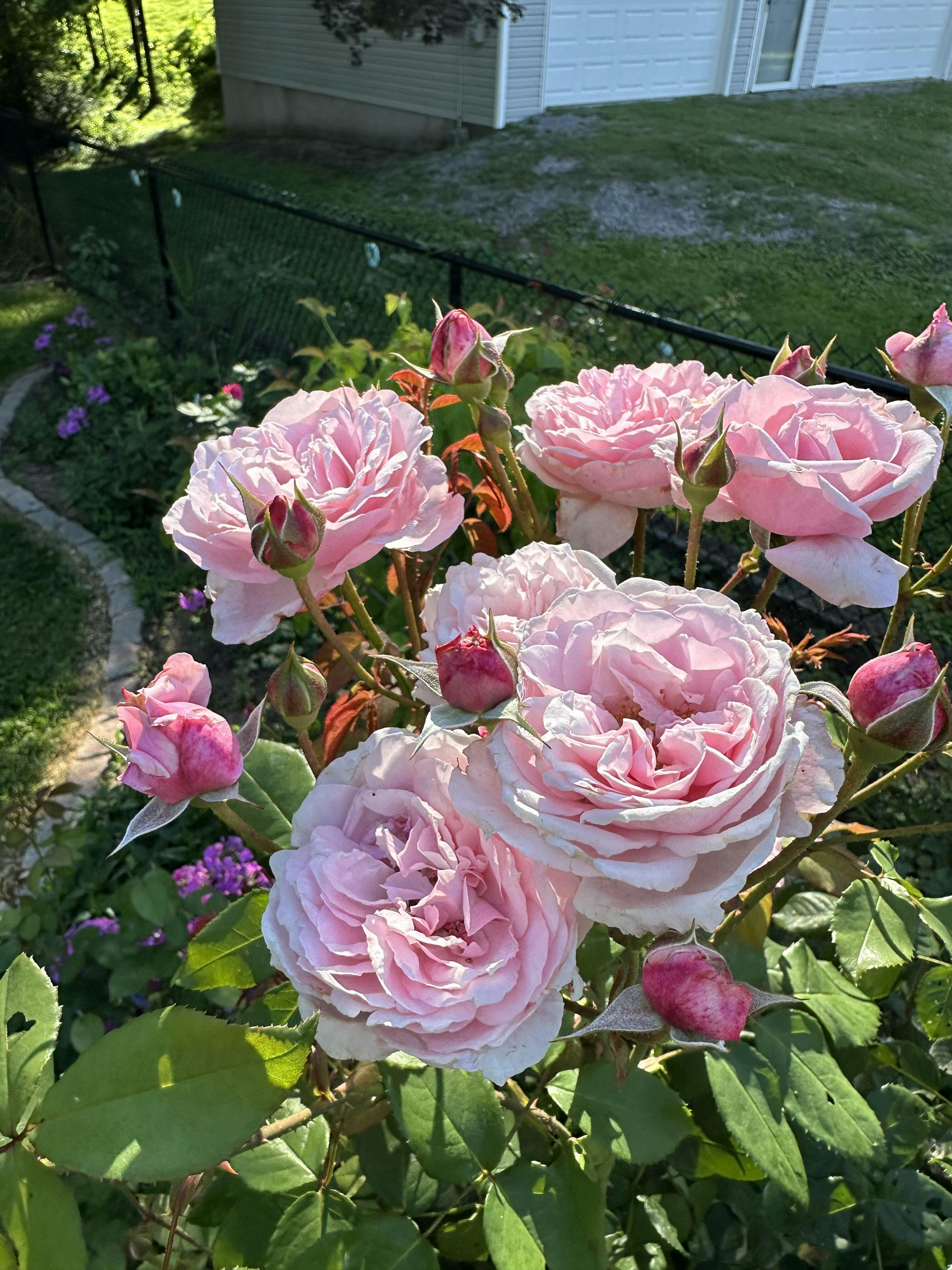 Kiss Me Kate – Heirloom Roses