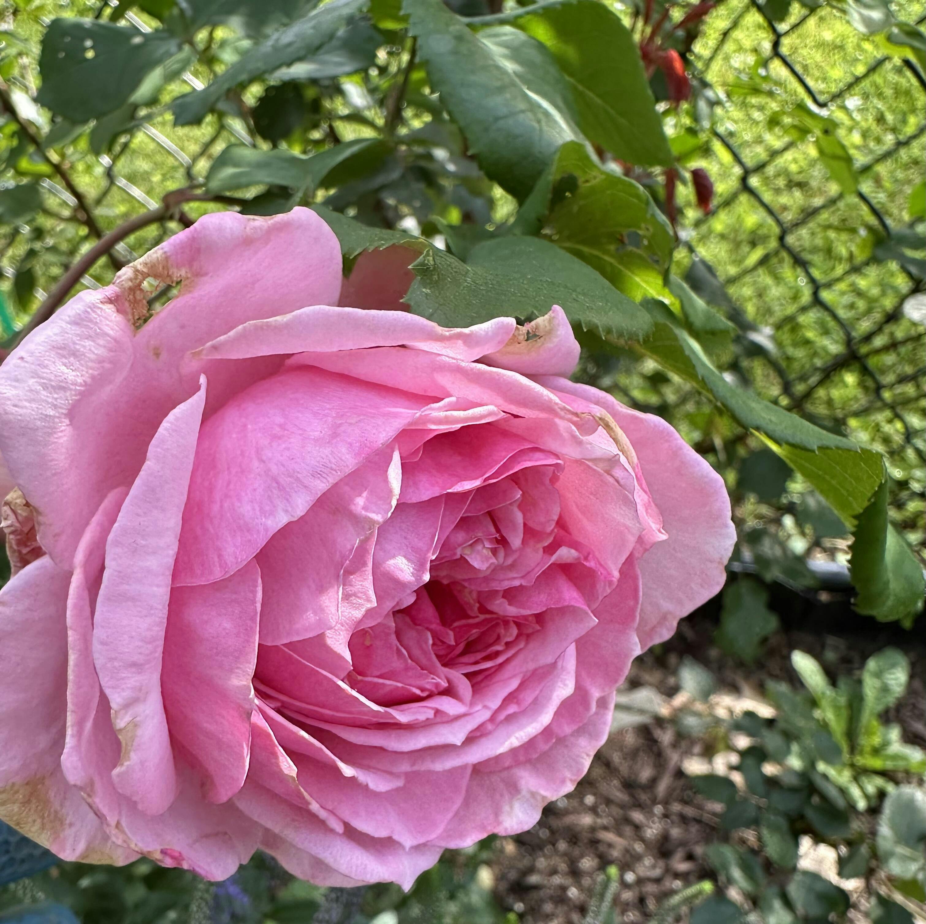 Kiss Me Kate – Heirloom Roses