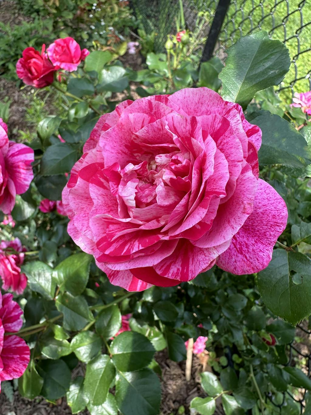 Raspberry Cream Twirl Rose - Climbing Roses - Lightly Fragrant ...