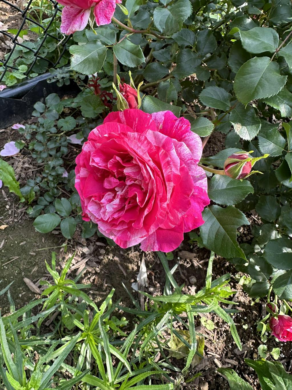 Raspberry Cream Twirl Rose - Climbing Roses - Lightly Fragrant ...