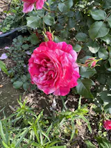 Raspberry Cream Twirl Rose - Climbing Roses - Lightly Fragrant ...