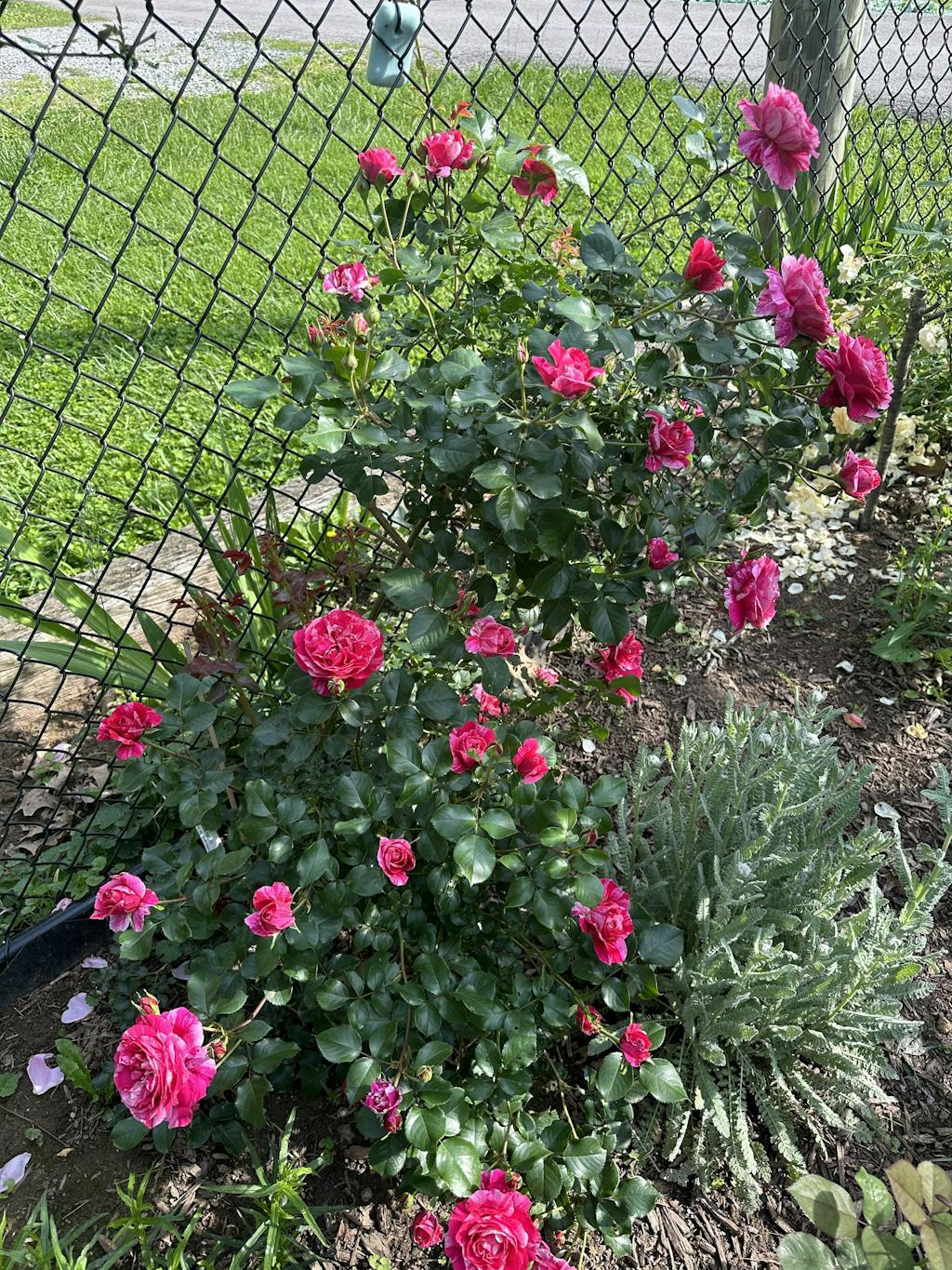 Raspberry Cream Twirl Rose - Climbing Roses - Lightly Fragrant ...