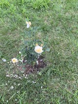 The Pilgrim Rose - David Austin - Exceptionally Fragrant – Heirloom Roses