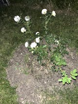 The Pilgrim Rose - David Austin - Exceptionally Fragrant – Heirloom Roses