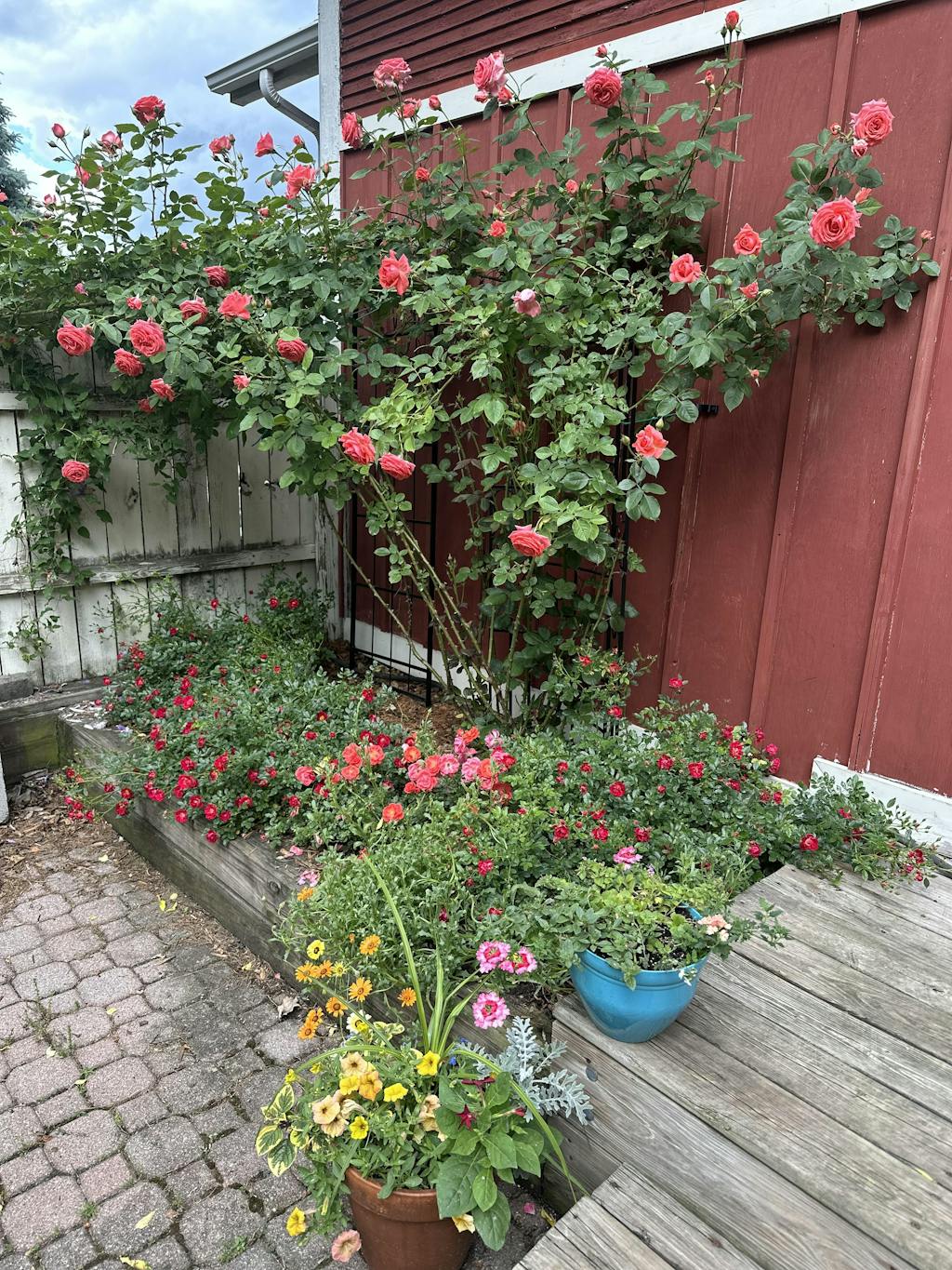 America Rose - Climbing Roses - Very Fragrant – Heirloom Roses