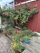 America Rose - Climbing Roses - Very Fragrant – Heirloom Roses