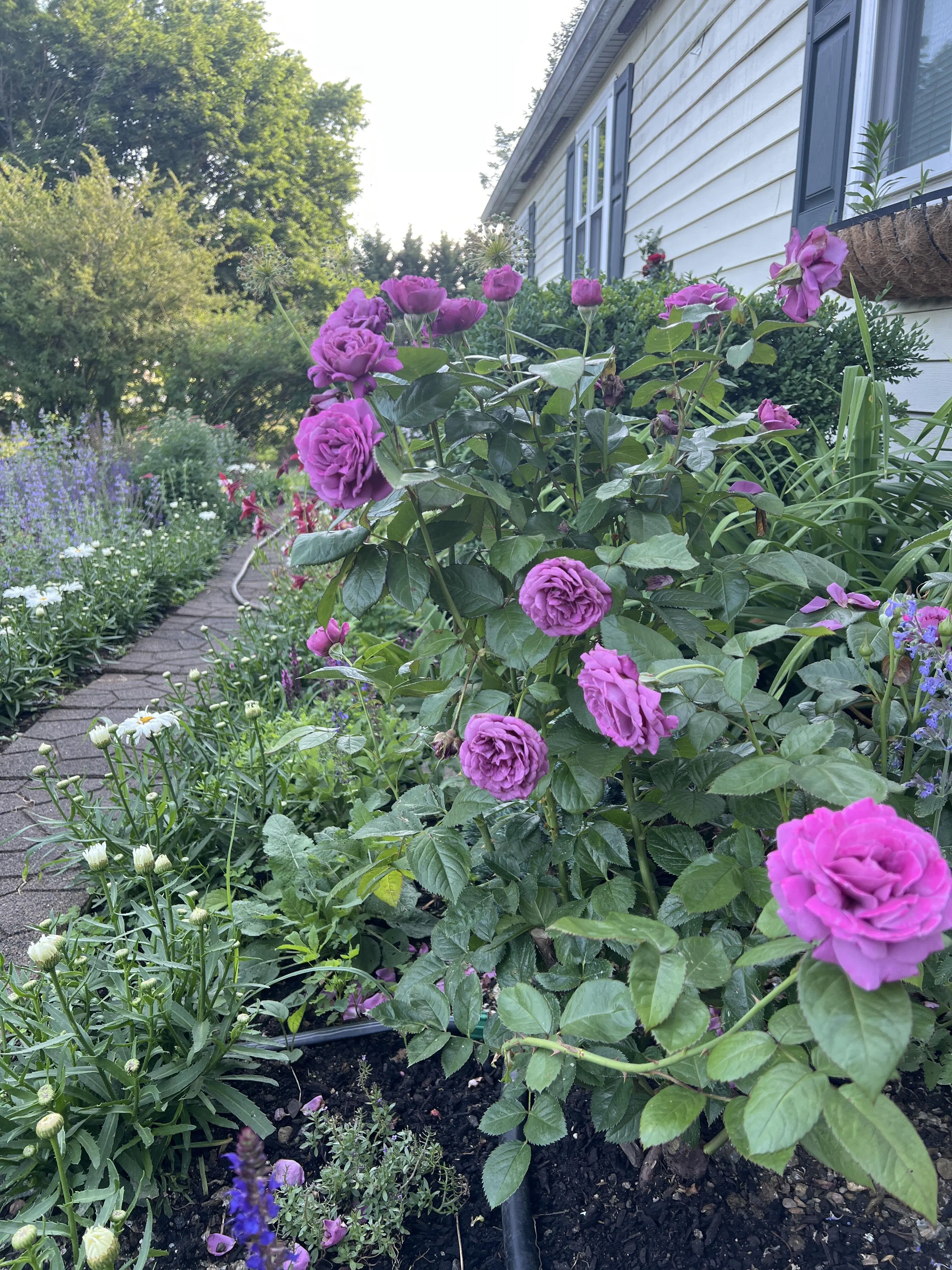 Plum Perfect Rose - Floribunda - Lightly Fragrant – Heirloom Roses